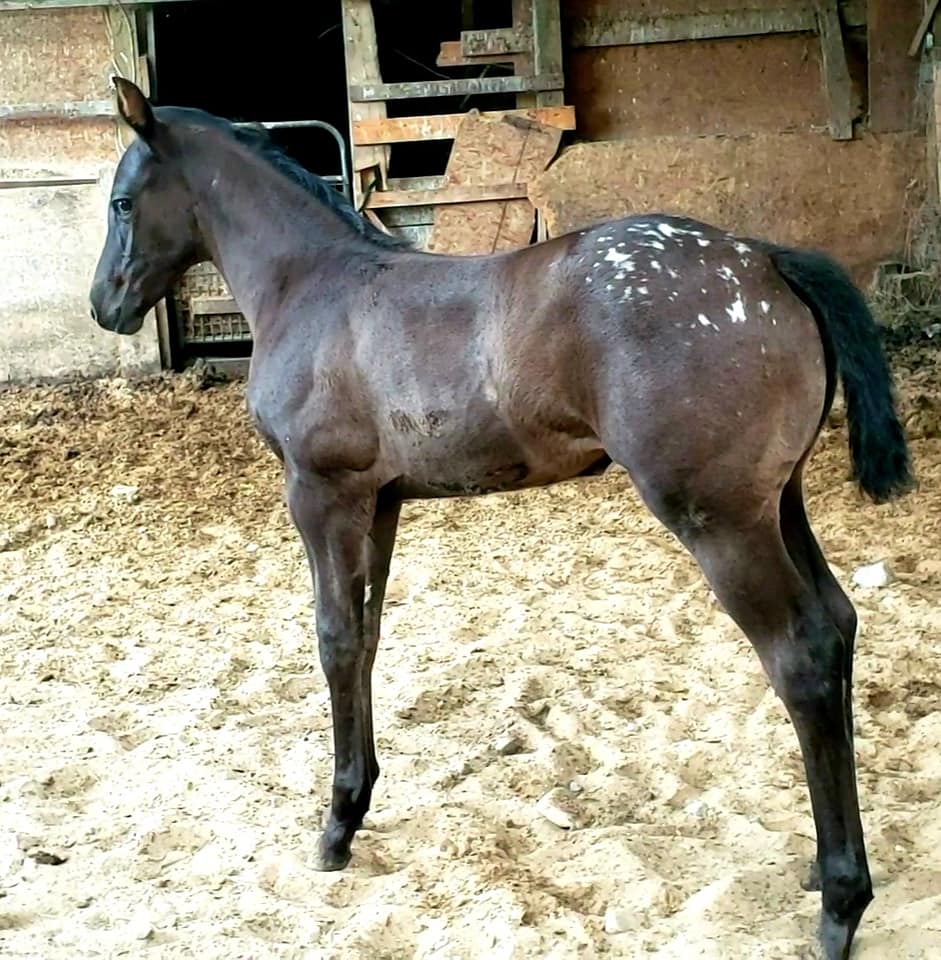 Mighty Bright Sprite