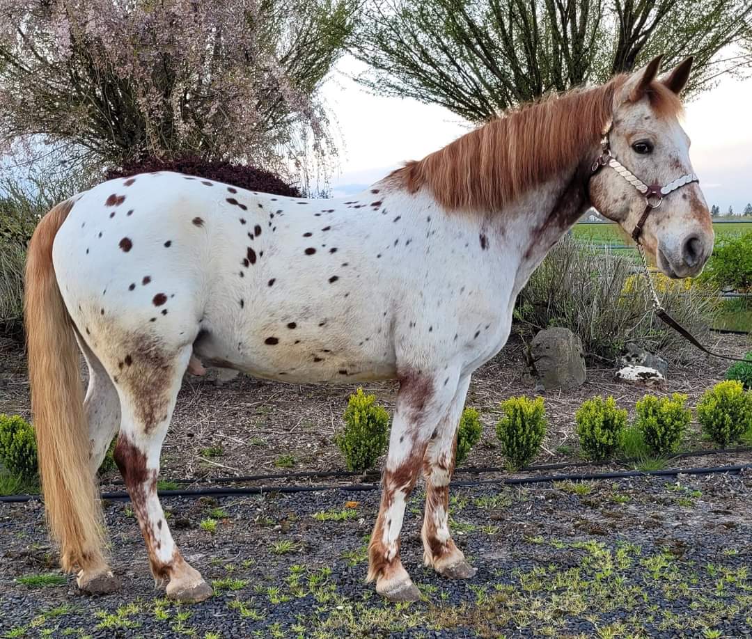 Grade Appaloosa