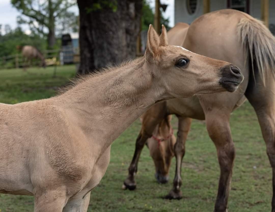 LPLP Bay Dun ApHC Filly. CRHA and FPD qualified. Incredible pedigree!