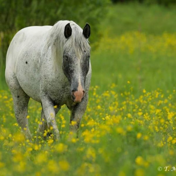 Mighty Bright Sprite